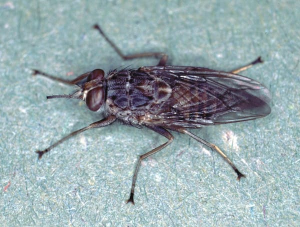 ¿Cuáles son los insectos más peligrosos del mundo?