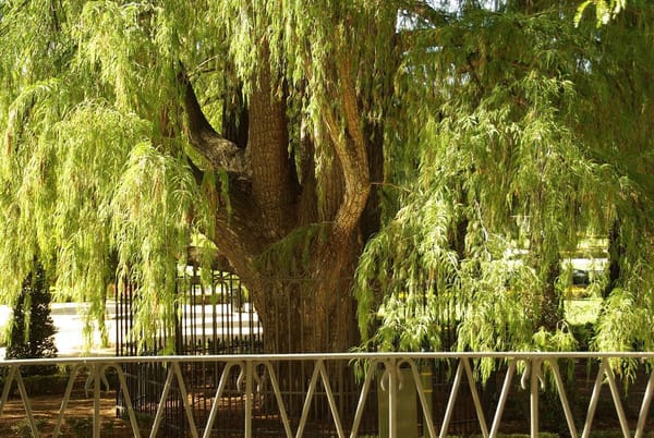 10 árboles centenarios que puedes visitar en España