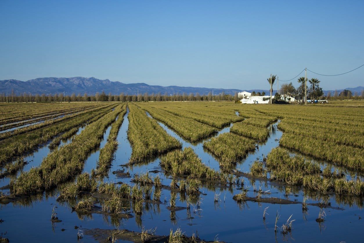 Descubriendo El Delta Del Ebro Un Paisaje nico En Espa a Descubriendo El Delta Del Ebro Un Paisaje nico En Espa a
