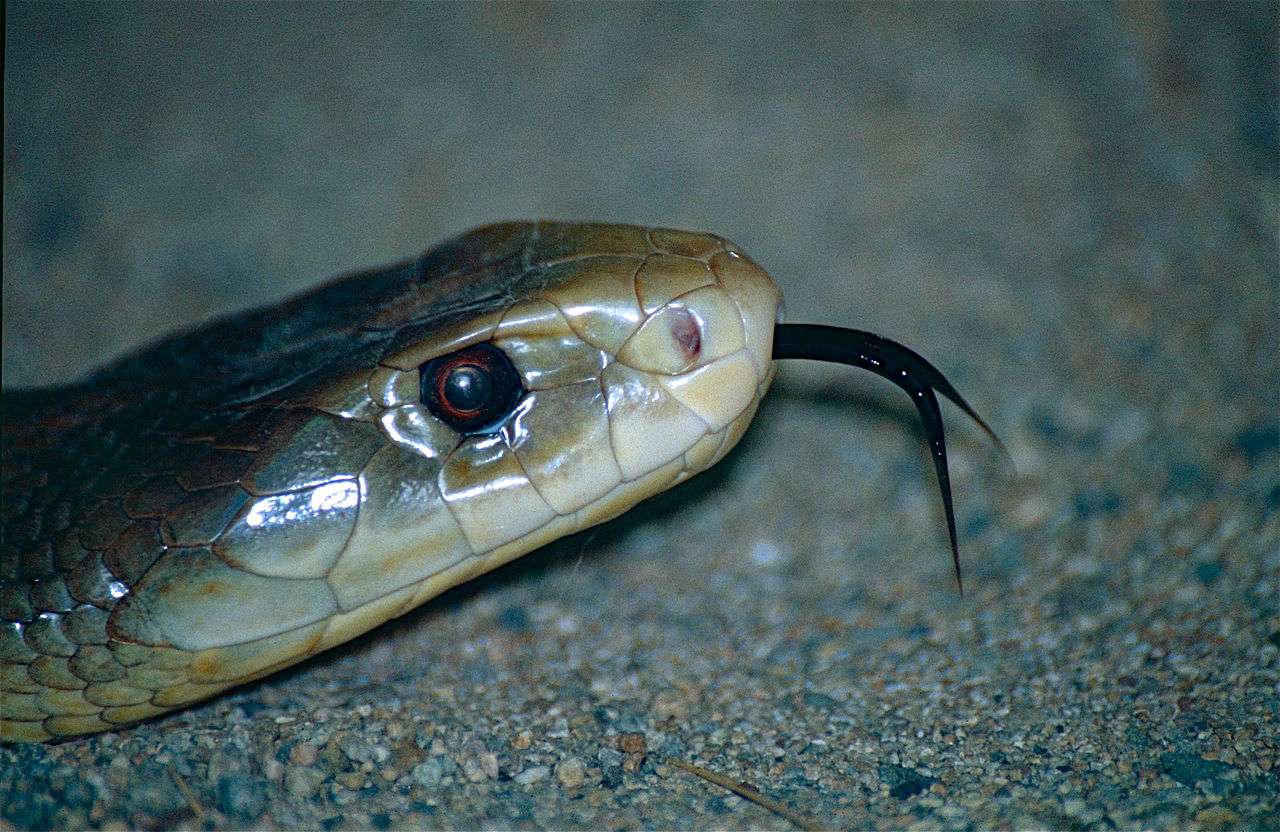 Estos son los animales más venenosos del mundo