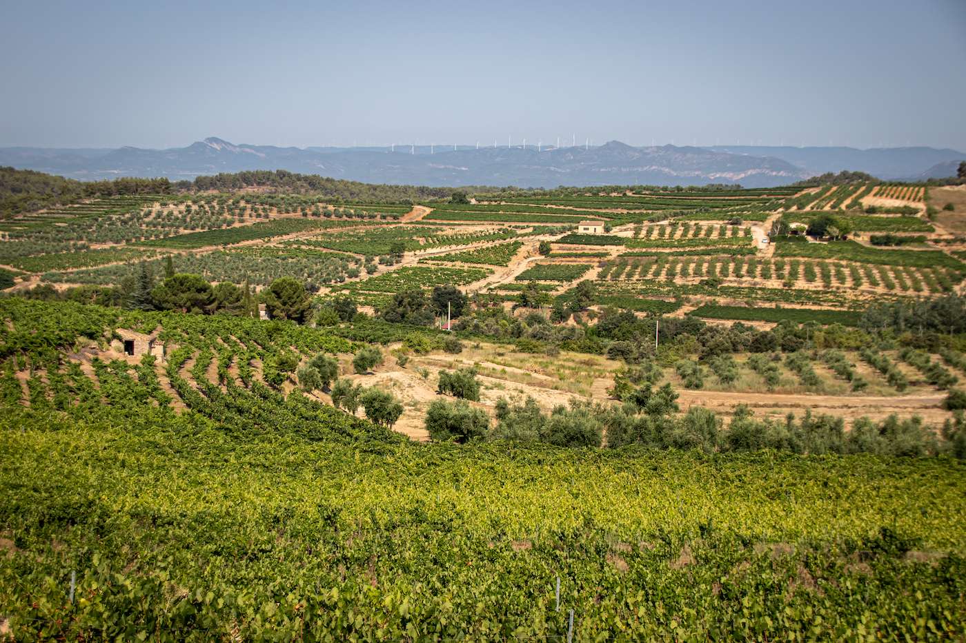 Descubriendo la ruta del vino del Priorat