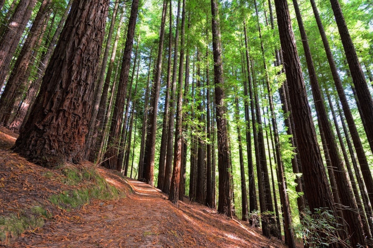 Descubriendo las secuoyas del Monte Cabezón en Cantabria