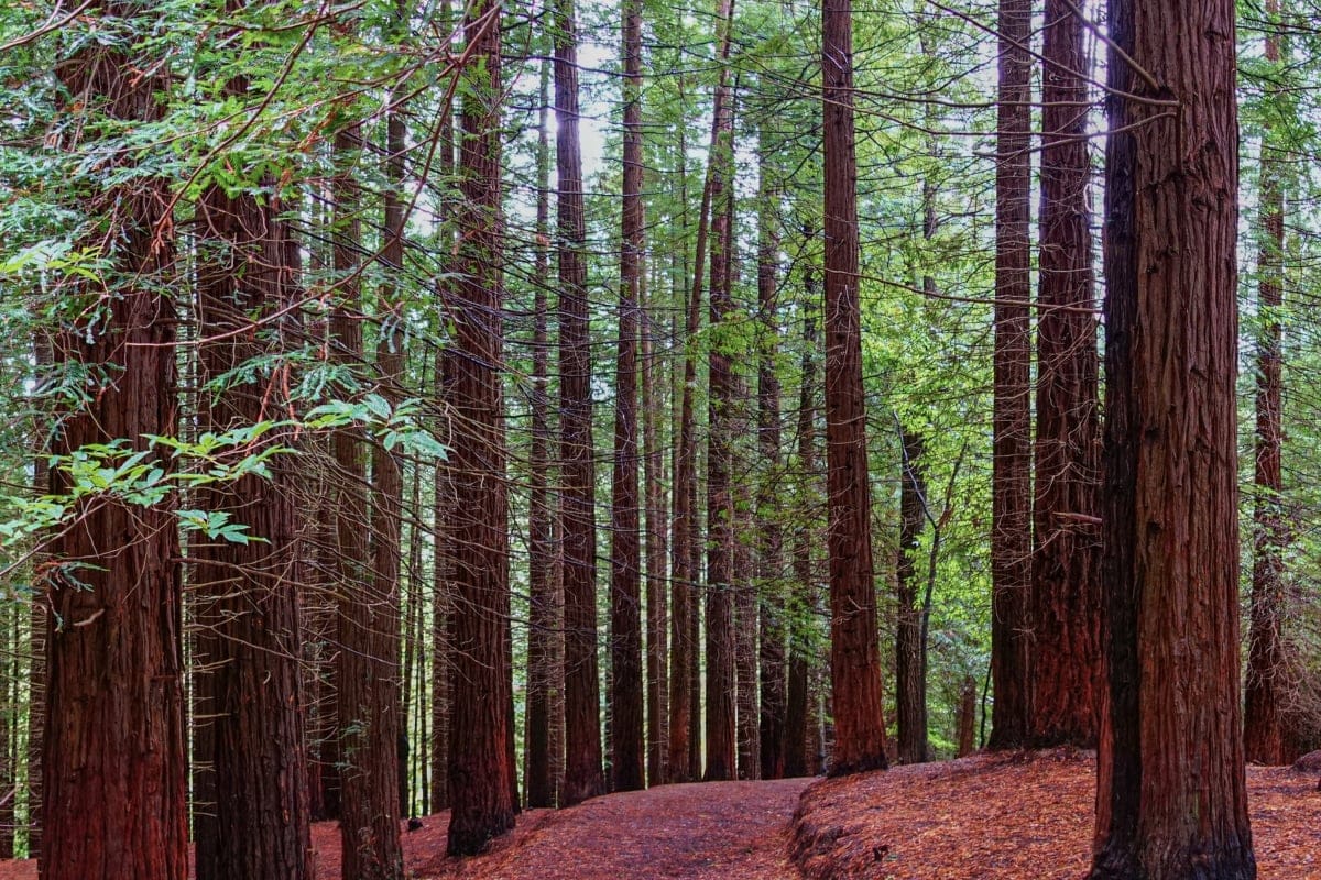 Descubriendo las secuoyas del Monte Cabezón en Cantabria