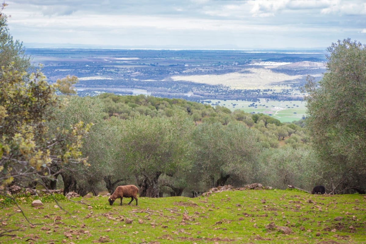 Olivenza, una historia fronteriza en Badajoz